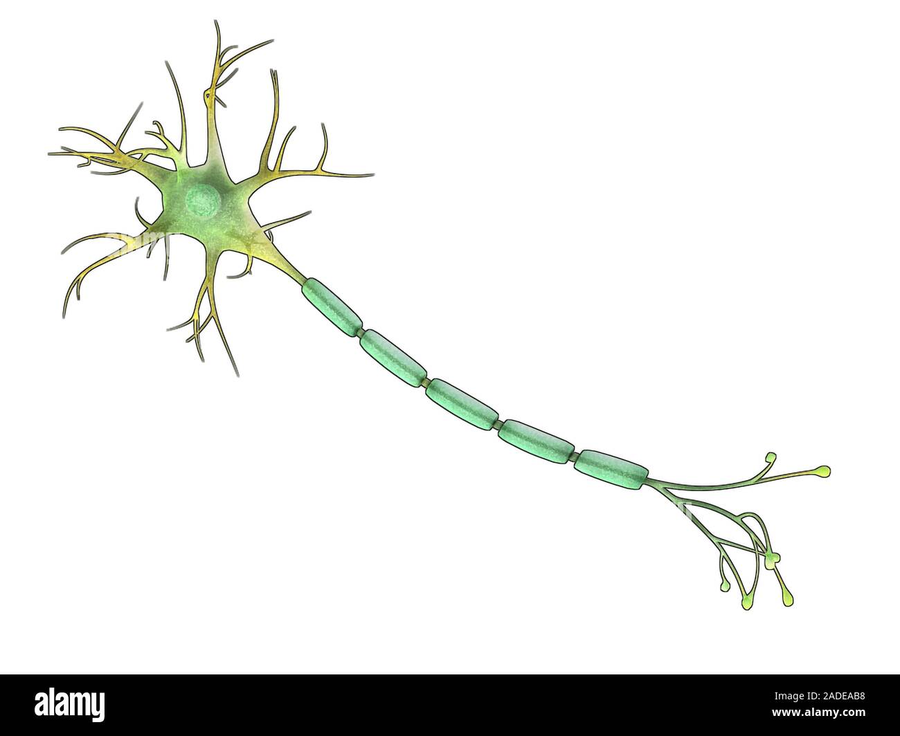 Nerve cell and axon, illustration. Neurons are responsible for passing ...