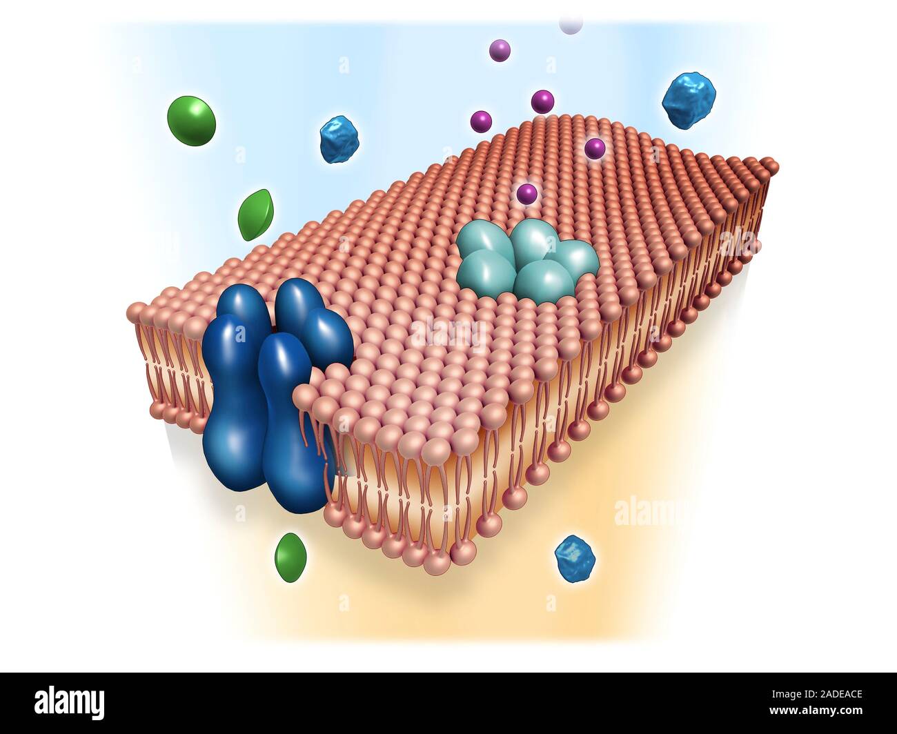 Drug targets on cell membrane. Illustration of the mechanism of action ...