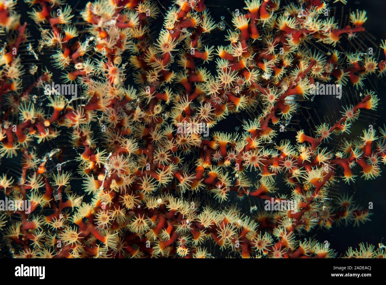 Soft coral polyps feeding hi-res stock photography and images - Alamy