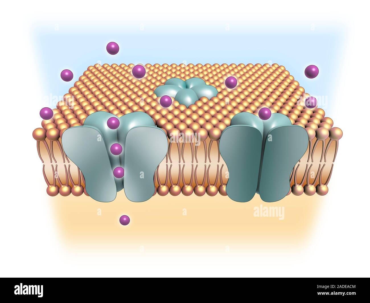 Membrane ion channels. Illustration of the mechanism of action for ion ...