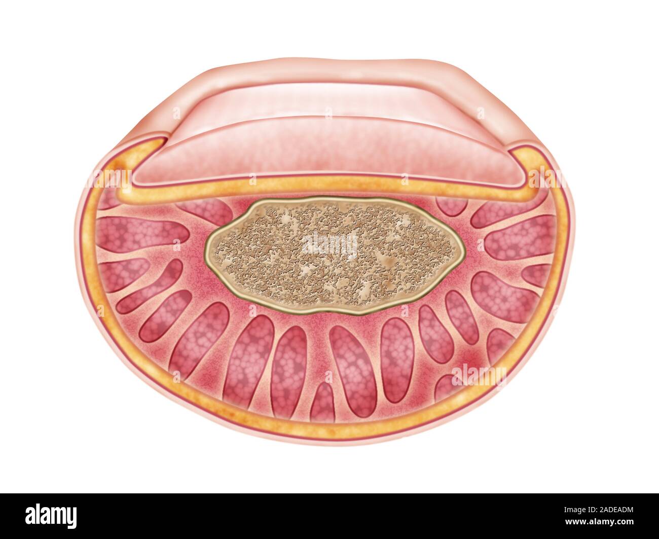 Distal finger joint anatomy, illustration. Cross-section through the ...