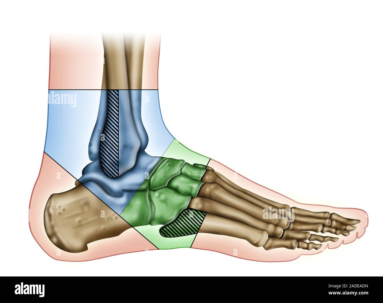Foot anatomy, illustration. The bones of the ankle and foot are shown ...