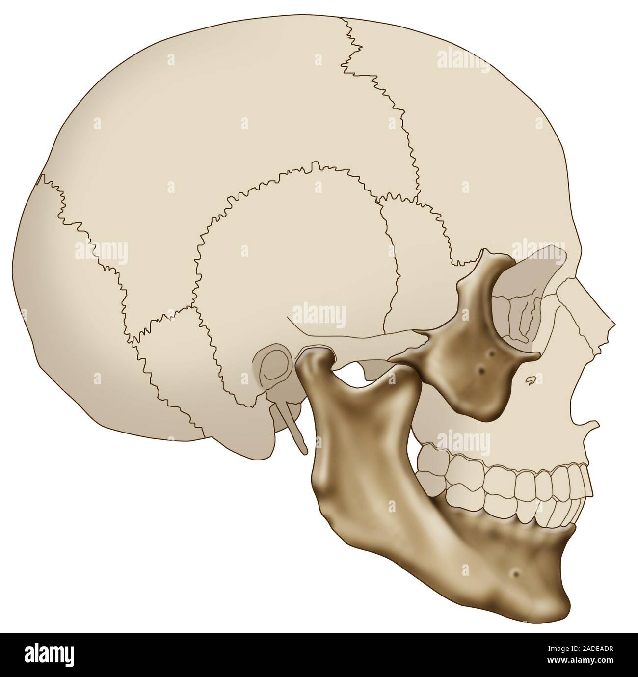 Human skull, illustration. This is a side (lateral) view. The human ...