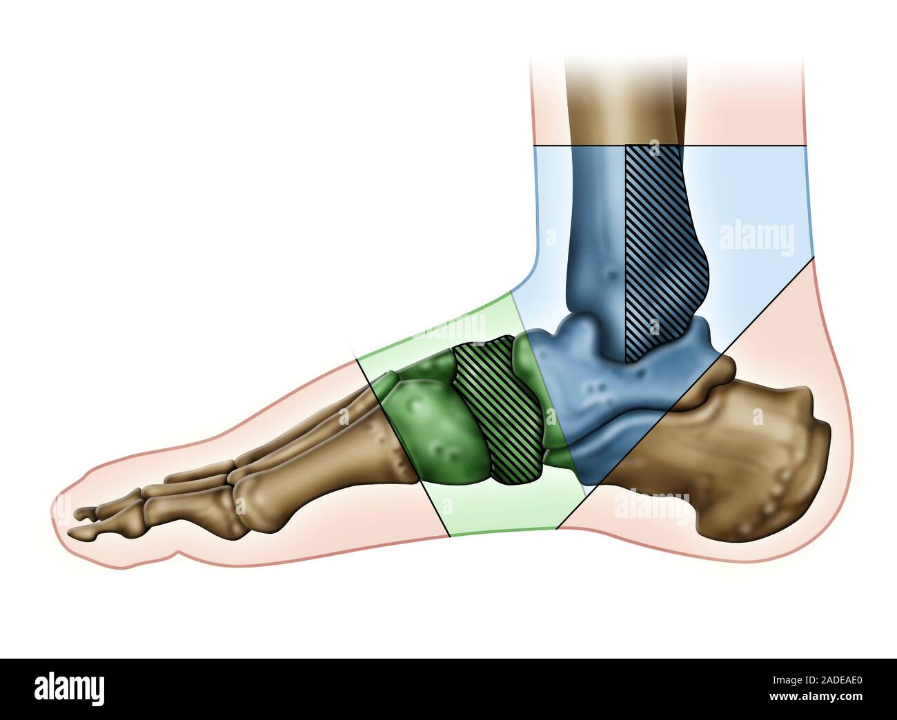 Foot anatomy, illustration. The bones of the ankle and foot are shown ...