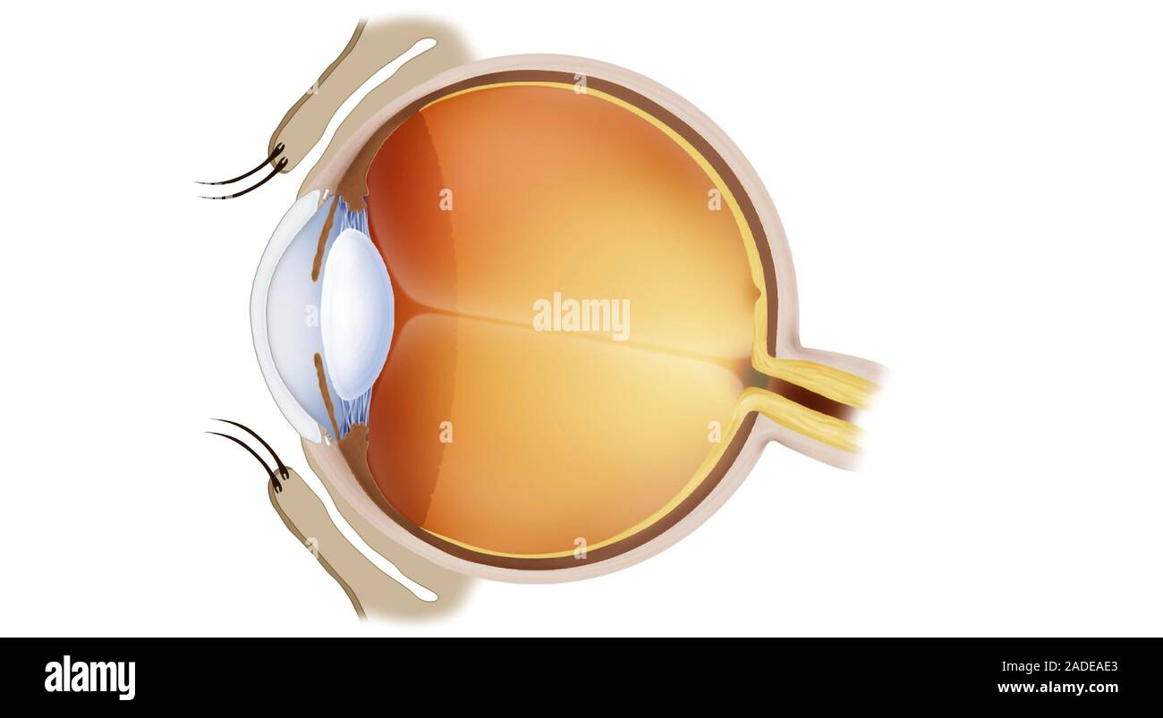 Eye anatomy, illustration. Sagittal section through the human eyeball ...