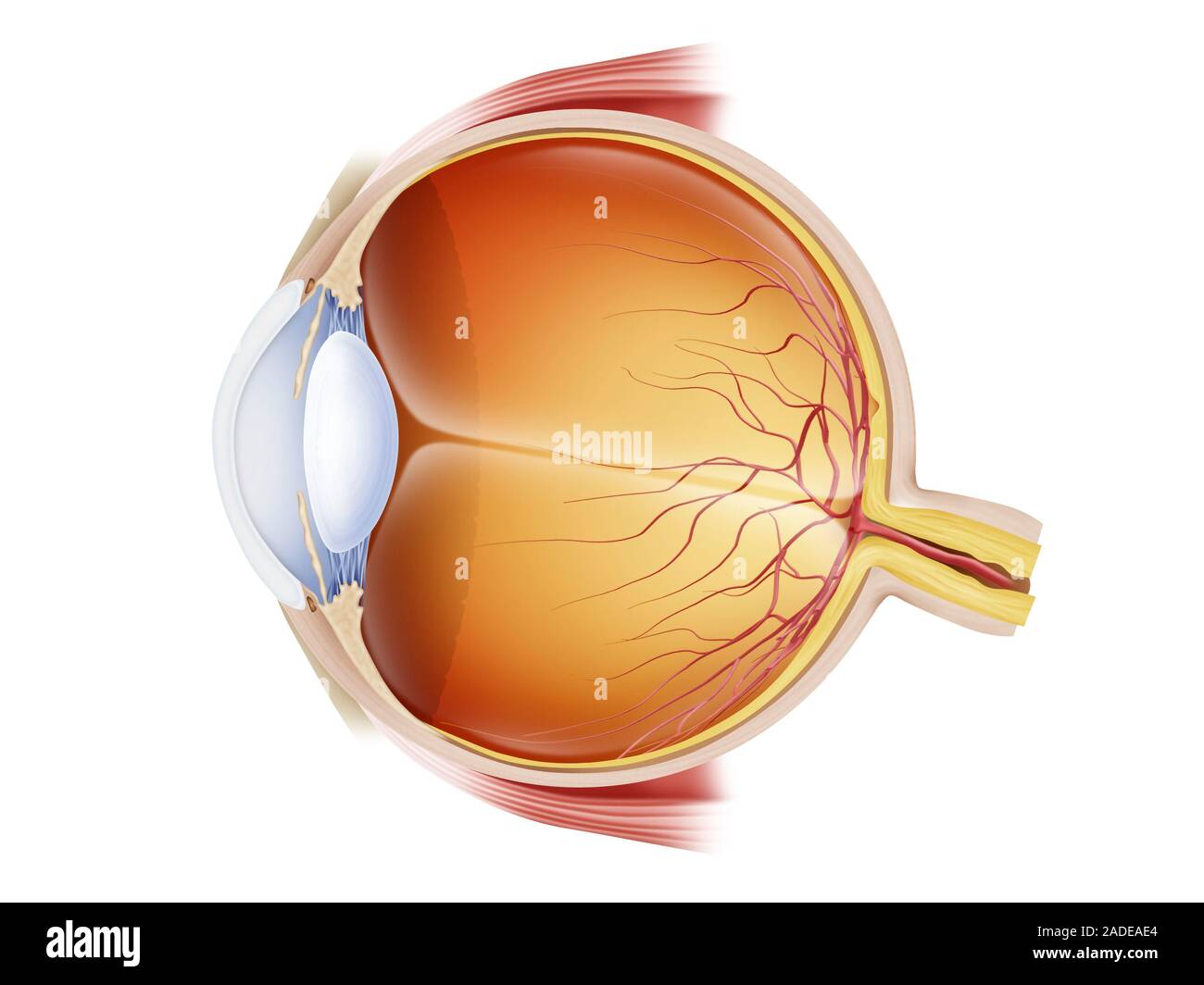 Eye anatomy, illustration. Sagittal section through the human eyeball ...