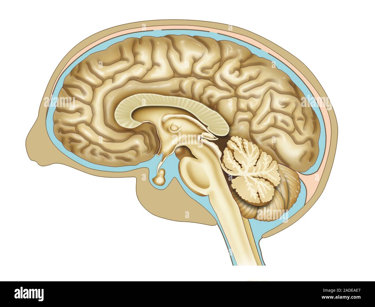 Brain anatomy, illustration. The front of the brain is at left in this ...