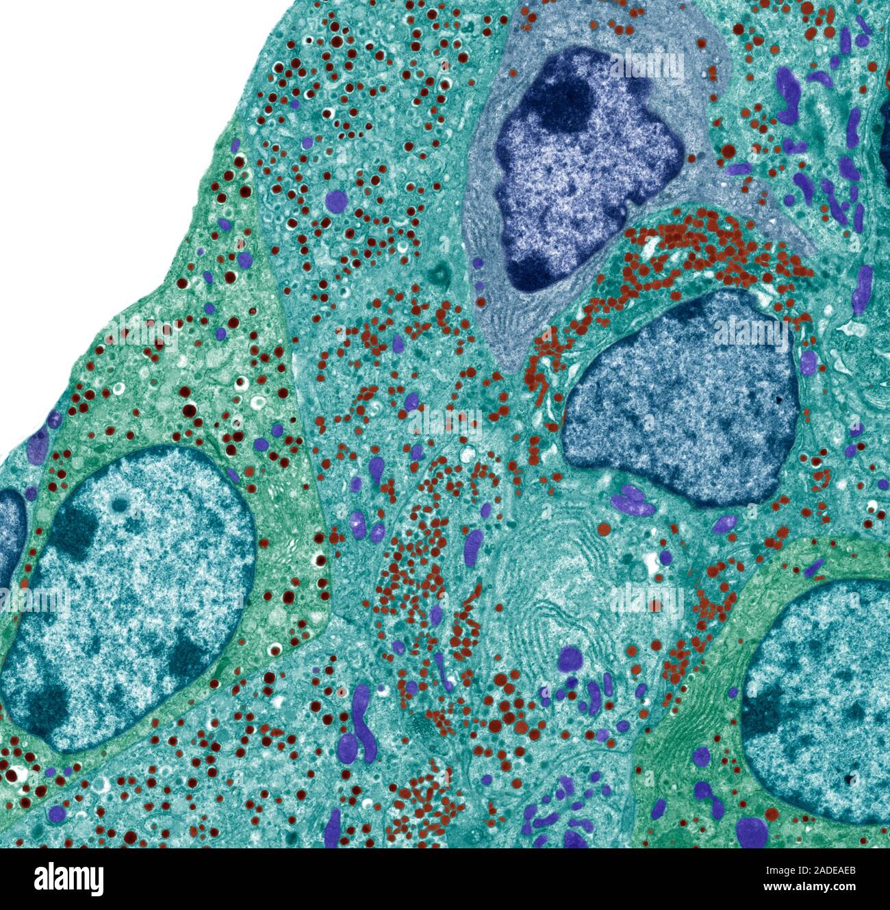 Pancreatic islet cells. Coloured transmission electron micrograph (TEM ...