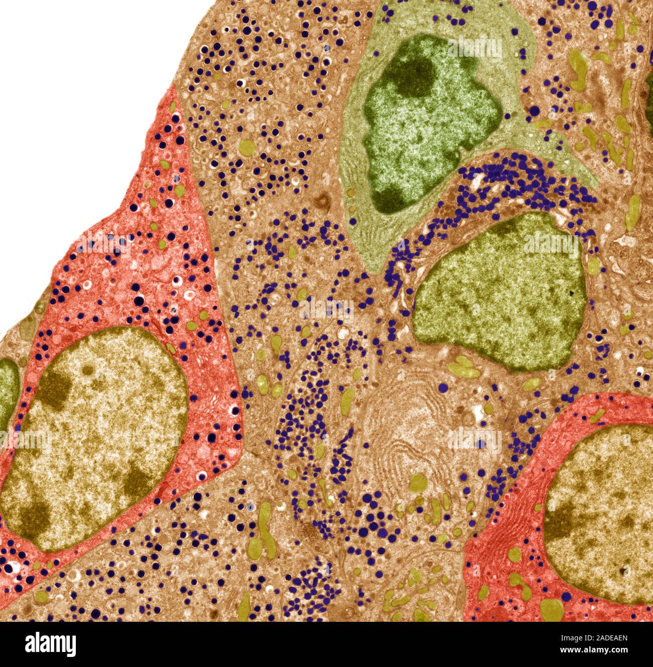 Pancreatic islet cells. Coloured transmission electron micrograph (TEM ...