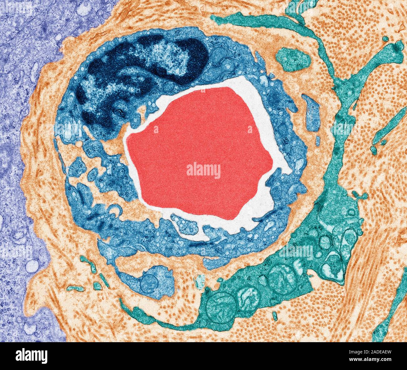 Capillary and red blood cell. Coloured transmission electron micrograph ...