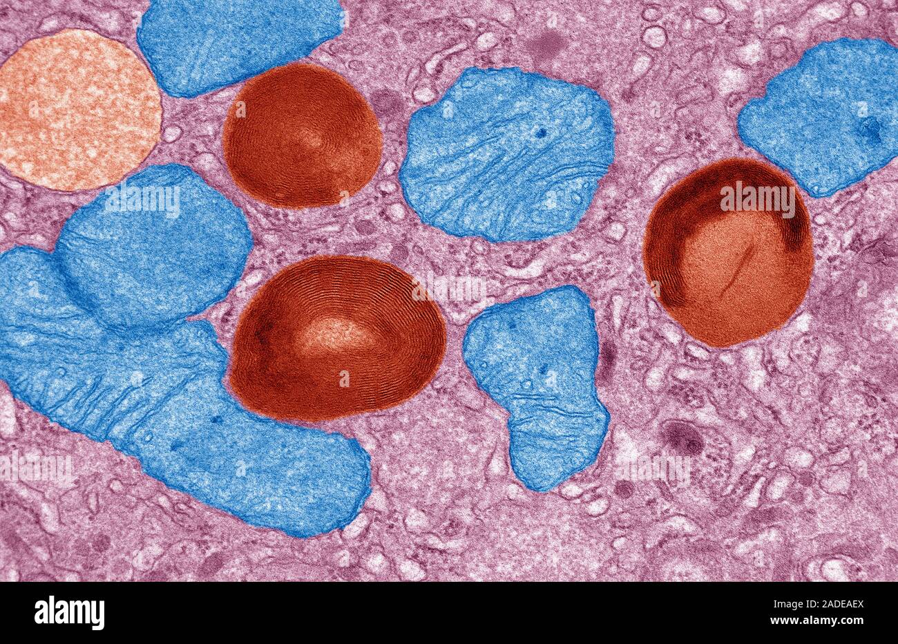 Lamellar bodies. Coloured transmission electron micrograph (TEM) of ...