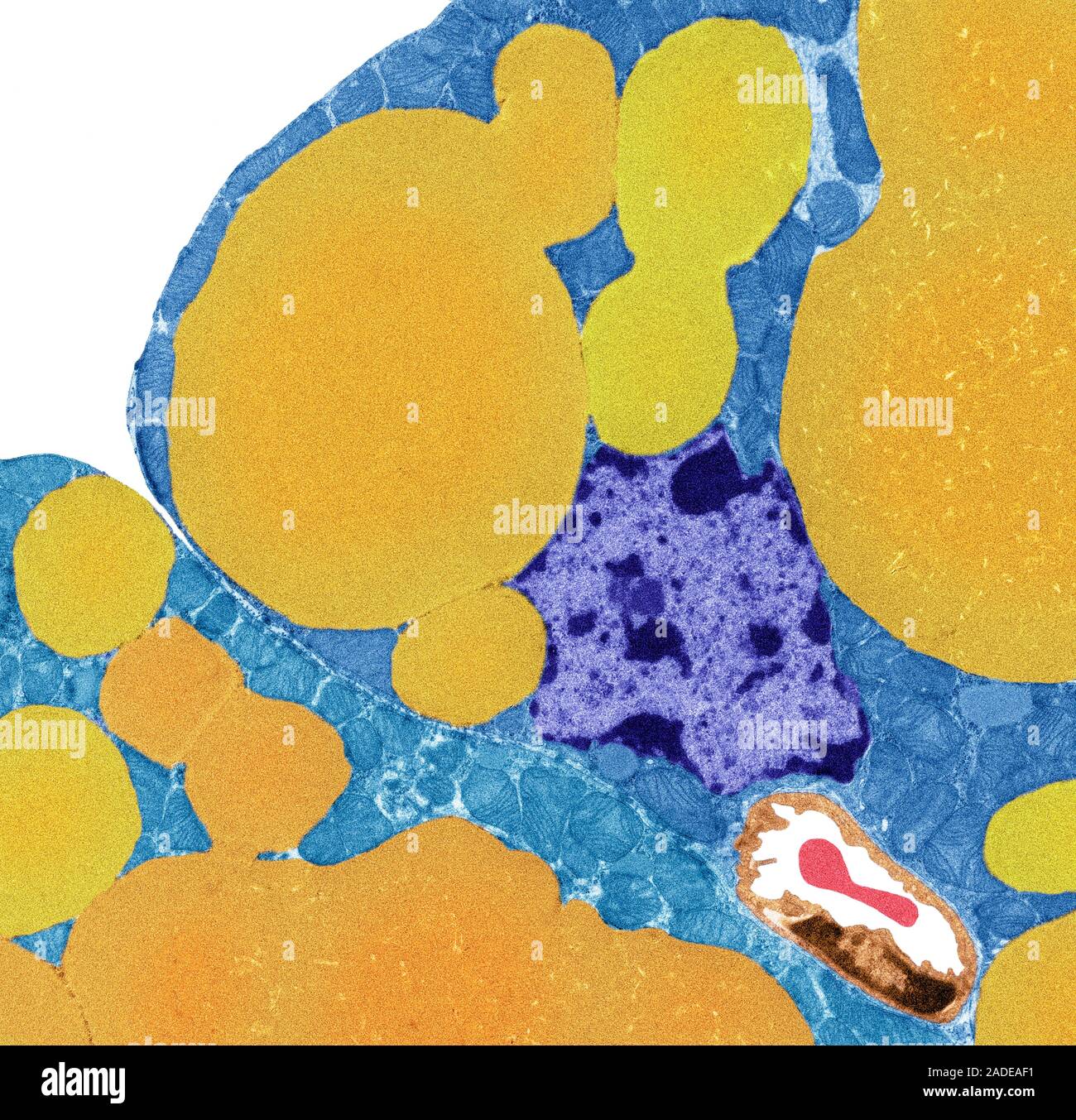 Fat cells. Coloured transmission electron micrograph (TEM) of a section ...
