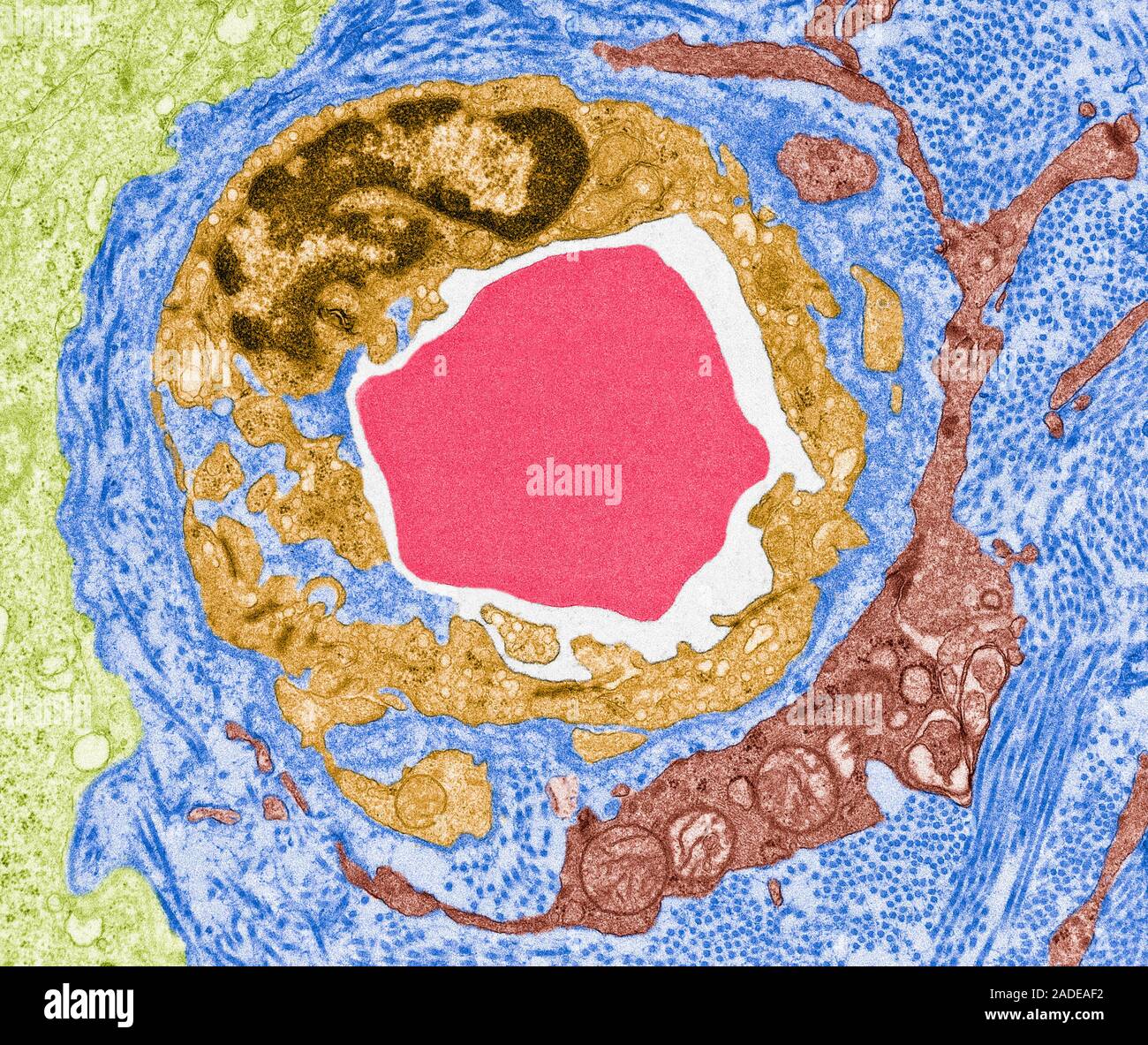Capillary and red blood cell. Coloured transmission electron micrograph ...