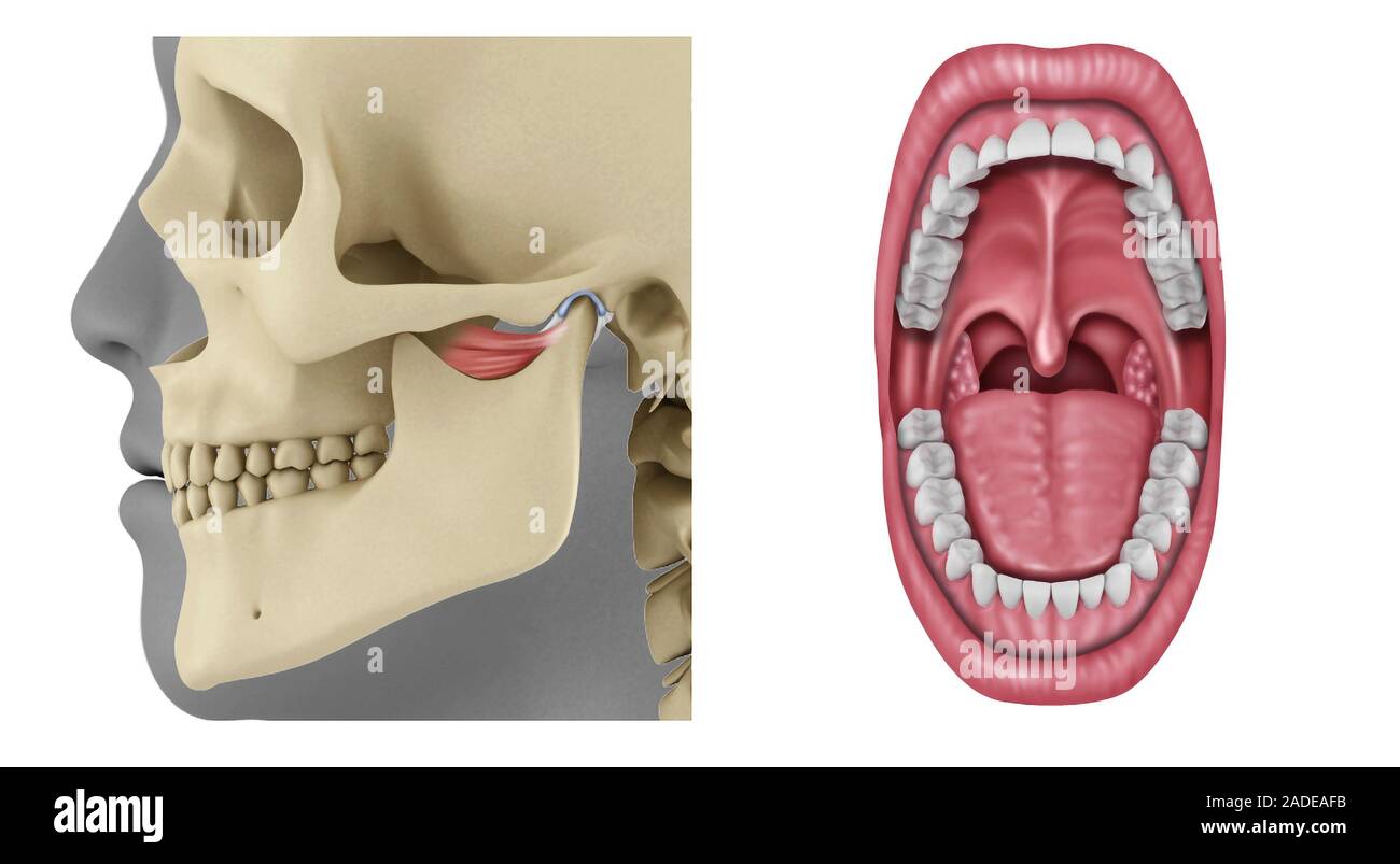 Mouth anatomy, illustration. At left, the bones of the skull are seen ...