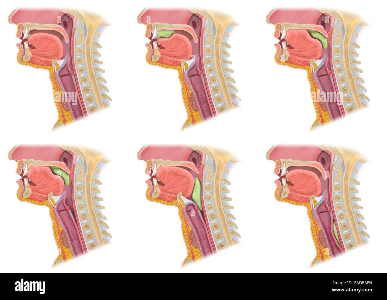 Swallowing mechanism, illustration. This sequence runs from top left to ...