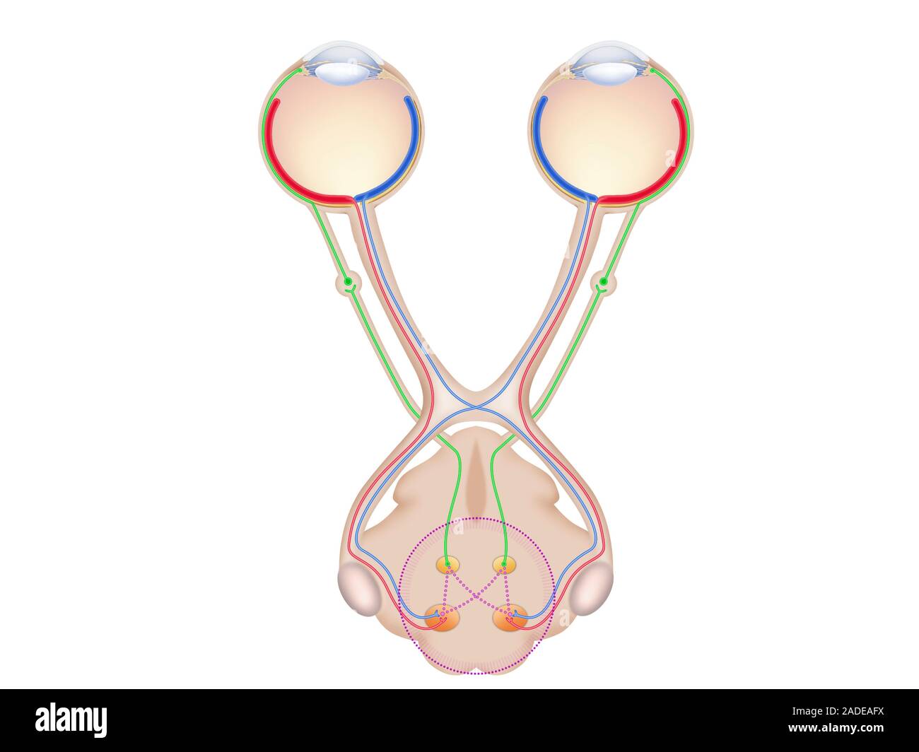 Brain's visual pathways. Illustration of the visual pathways from the ...