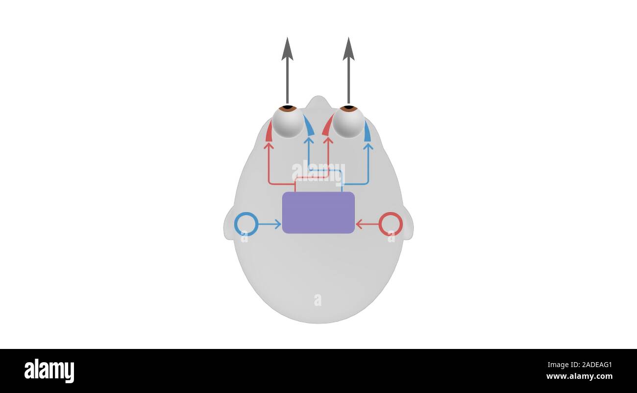 Vestibulo-ocular reflex (VOR), illustration. This reflex, shown here as ...