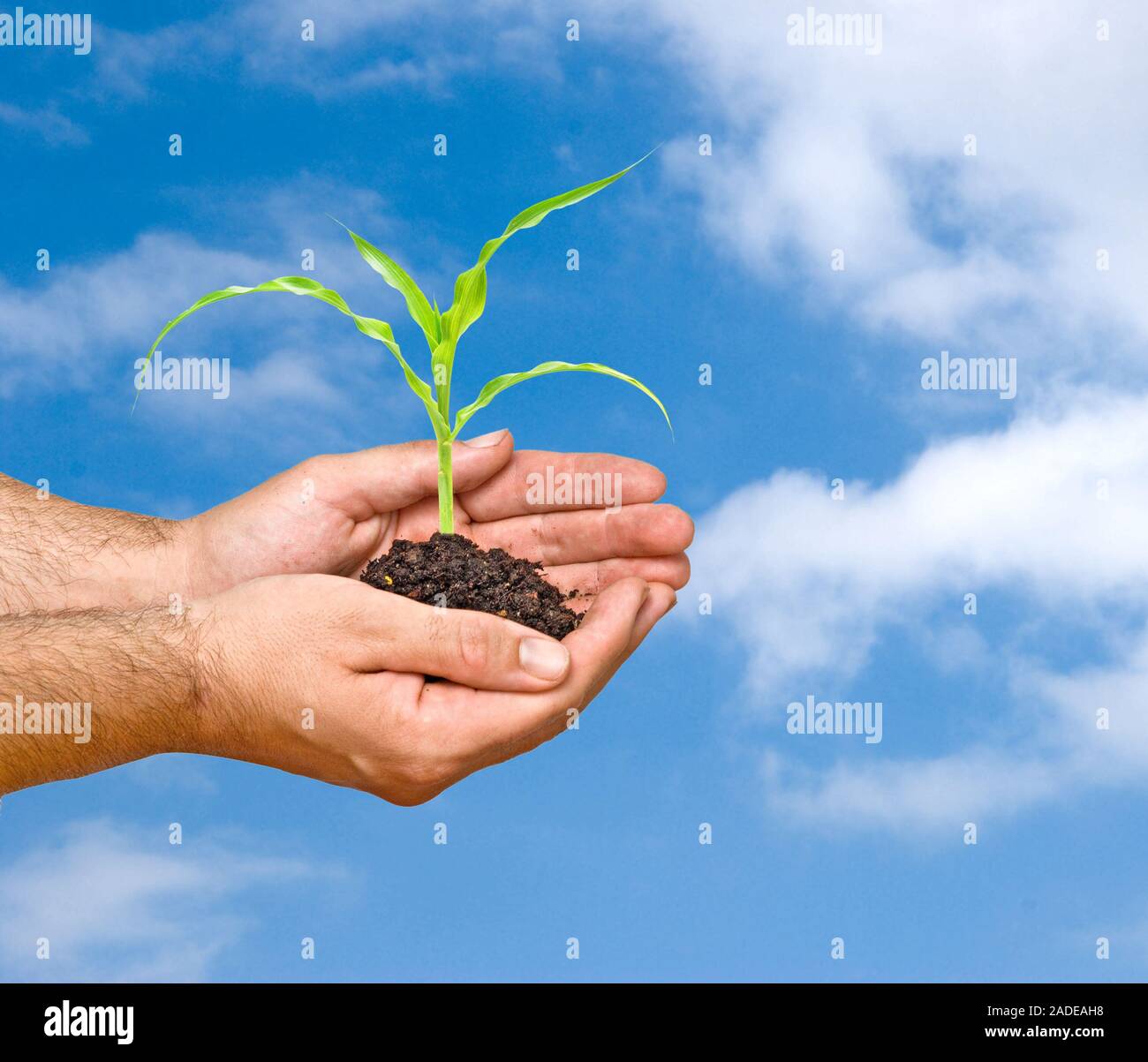 Farmer presenting corn shoot as a gift of agriculture Stock Photo - Alamy