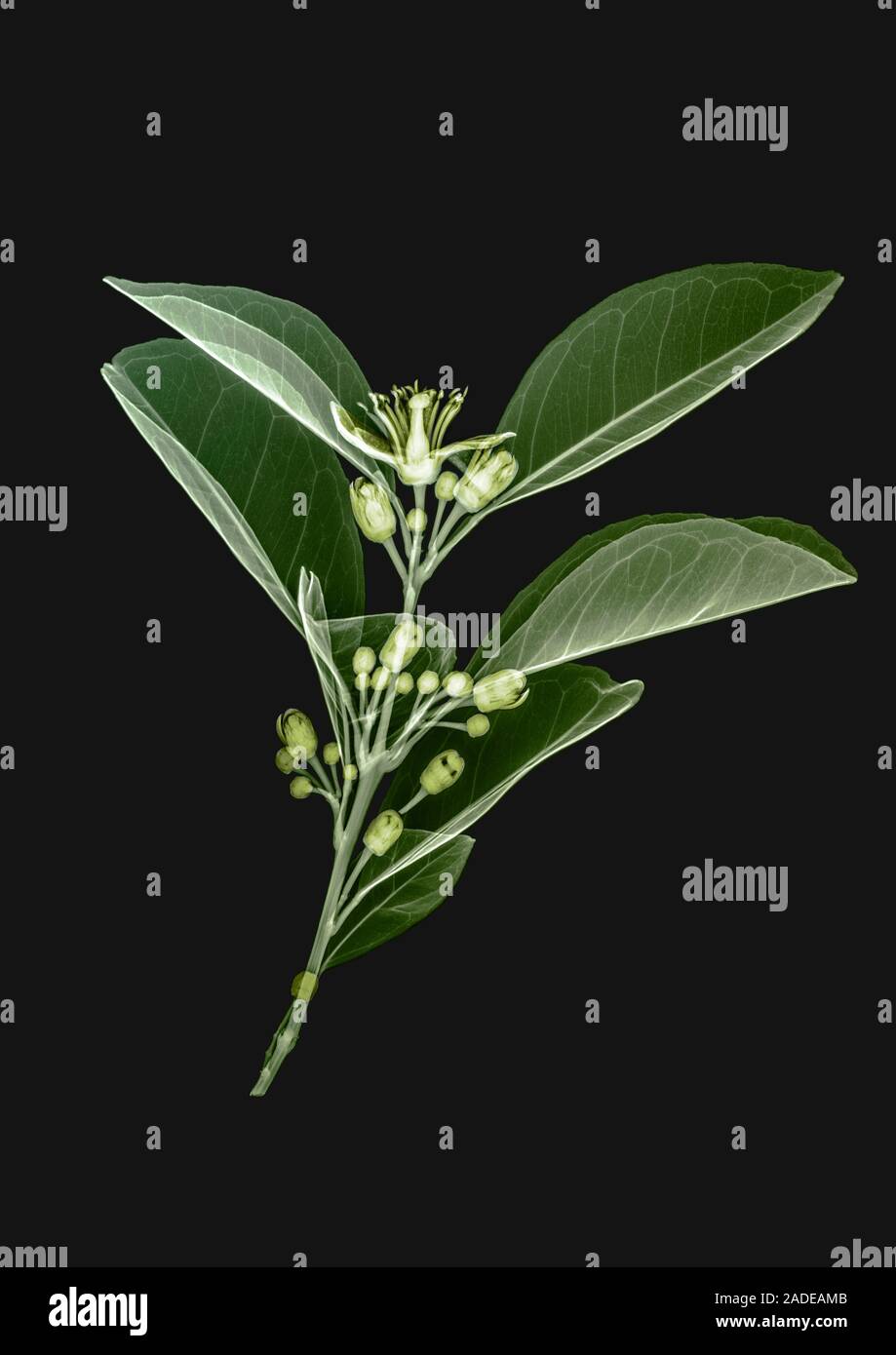 Orange (Citrus sinensis) blossom, coloured X-ray Stock Photo - Alamy