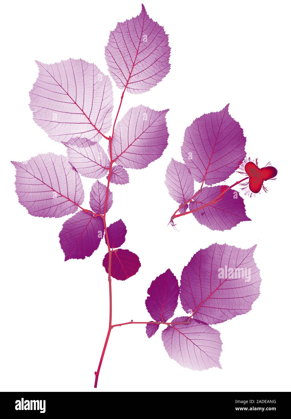 Hazel (Corylus sp.) leaves and nuts, coloured X-ray Stock Photo - Alamy