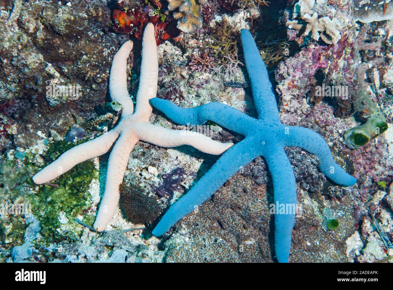 Linkia levigata hi-res stock photography and images - Alamy