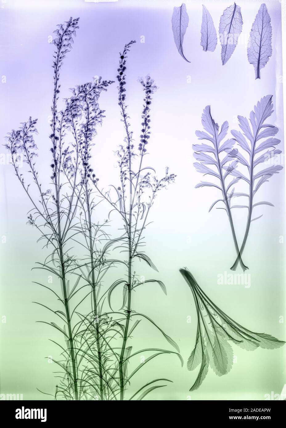 Toadflax (Linaria vulgaris) plant, coloured X-ray Stock Photo - Alamy
