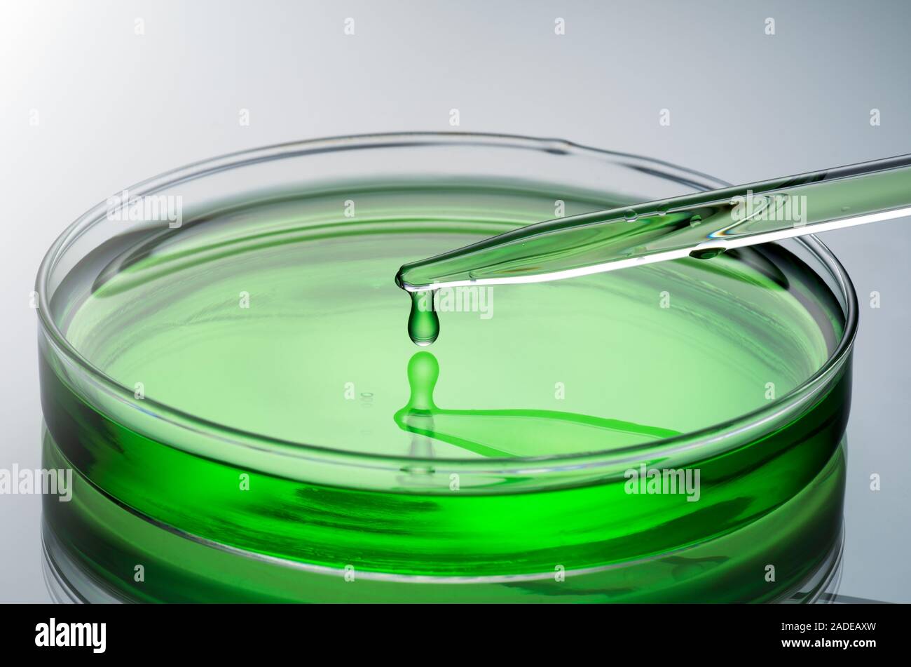 Pipetting liquid into petri dish Stock Photo - Alamy