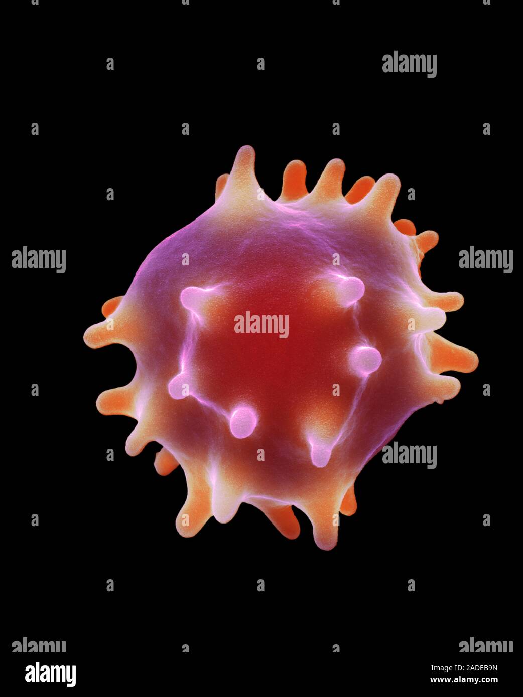 Crenate red blood cell (echinocyte), coloured scanning electron ...