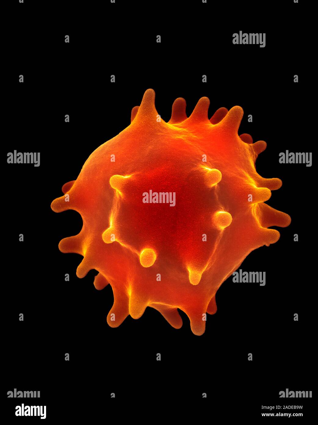 Crenate red blood cell (echinocyte), coloured scanning electron ...