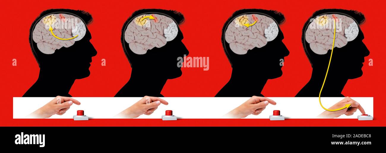 Motor cortex brain pathways, illustration. The brain's motor cortex is ...