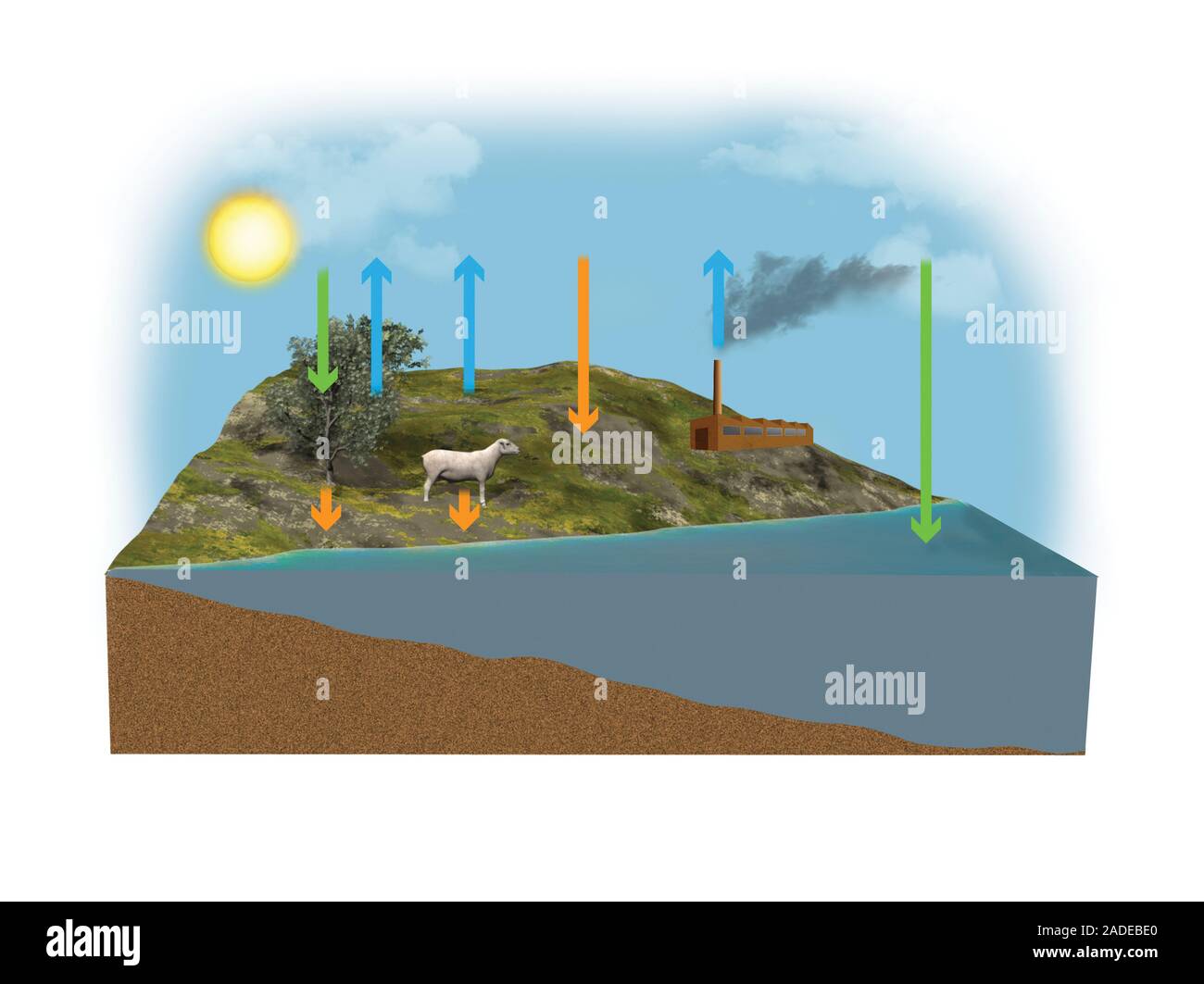 Carbon cycle. Diagram illustrating the processes that cycle carbon ...