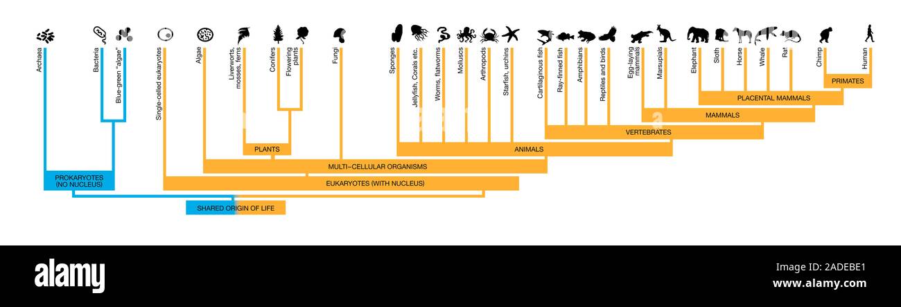 Cladogram of life on Earth, illustration. Cladistics is a system of ...