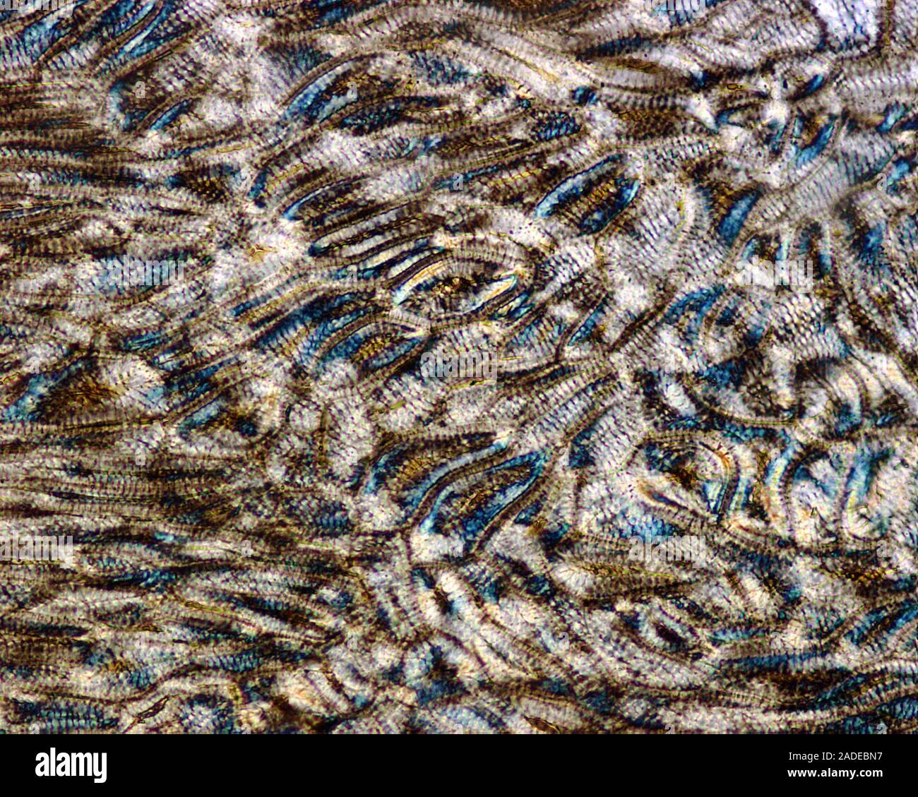 Section through coconut shell, light micrograph. The shell of a coconut ...