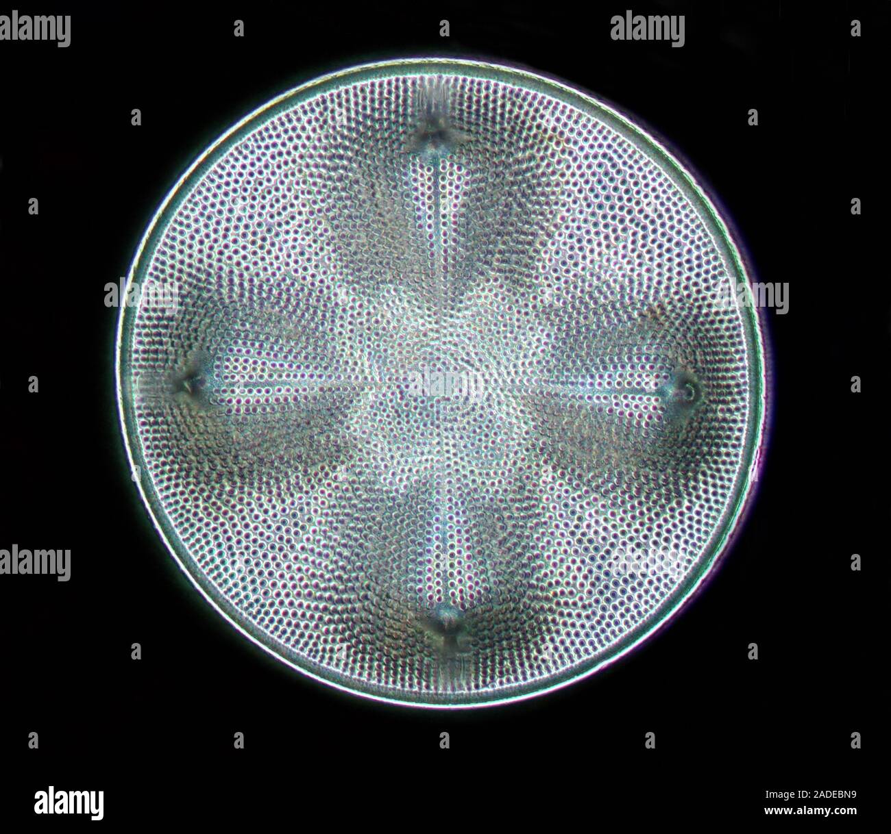 Aulacodiscus formosus diatom. Light micrograph of a section through an ...