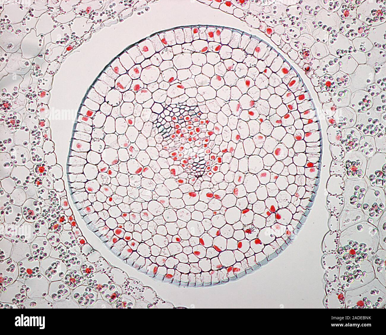 Section through flower anther, light micrograph. Anthers are the male ...