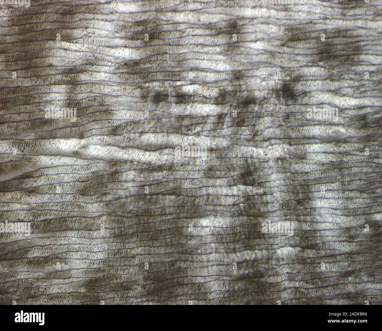 Ivory, light micrograph. Ivory, the tusks and teeth of various animals ...