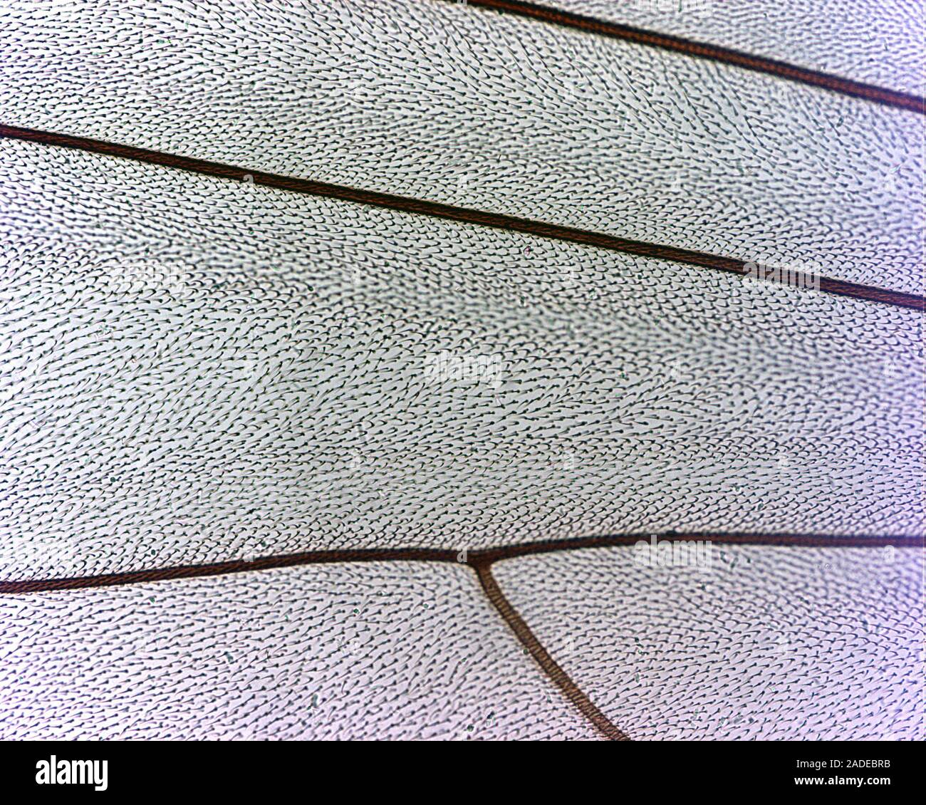 Housefly wing, light micrograph. The wings of a fly consist of a thin ...