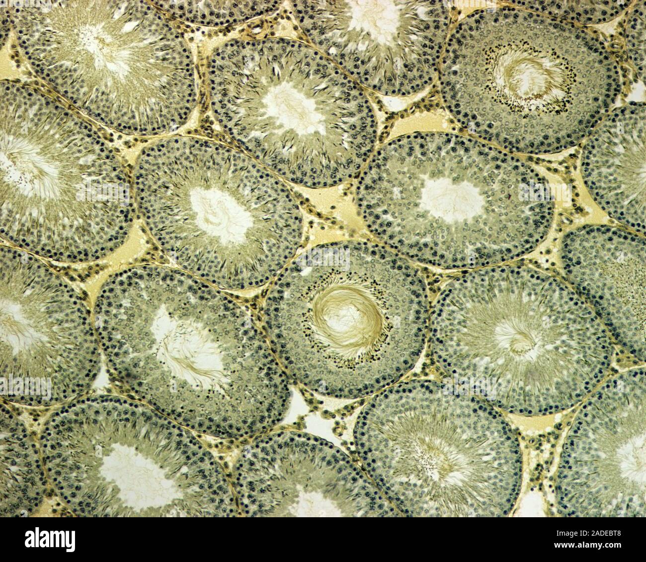 Seminiferous tubules. Light micrograph of tissue from a rat testis ...