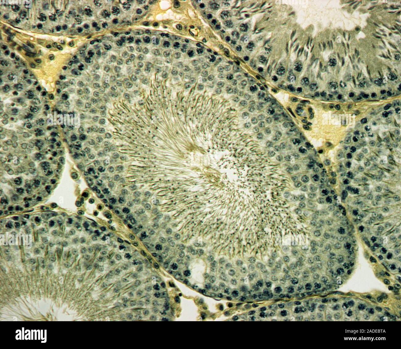 Seminiferous tubule. Light micrograph of tissue from a rat testis ...