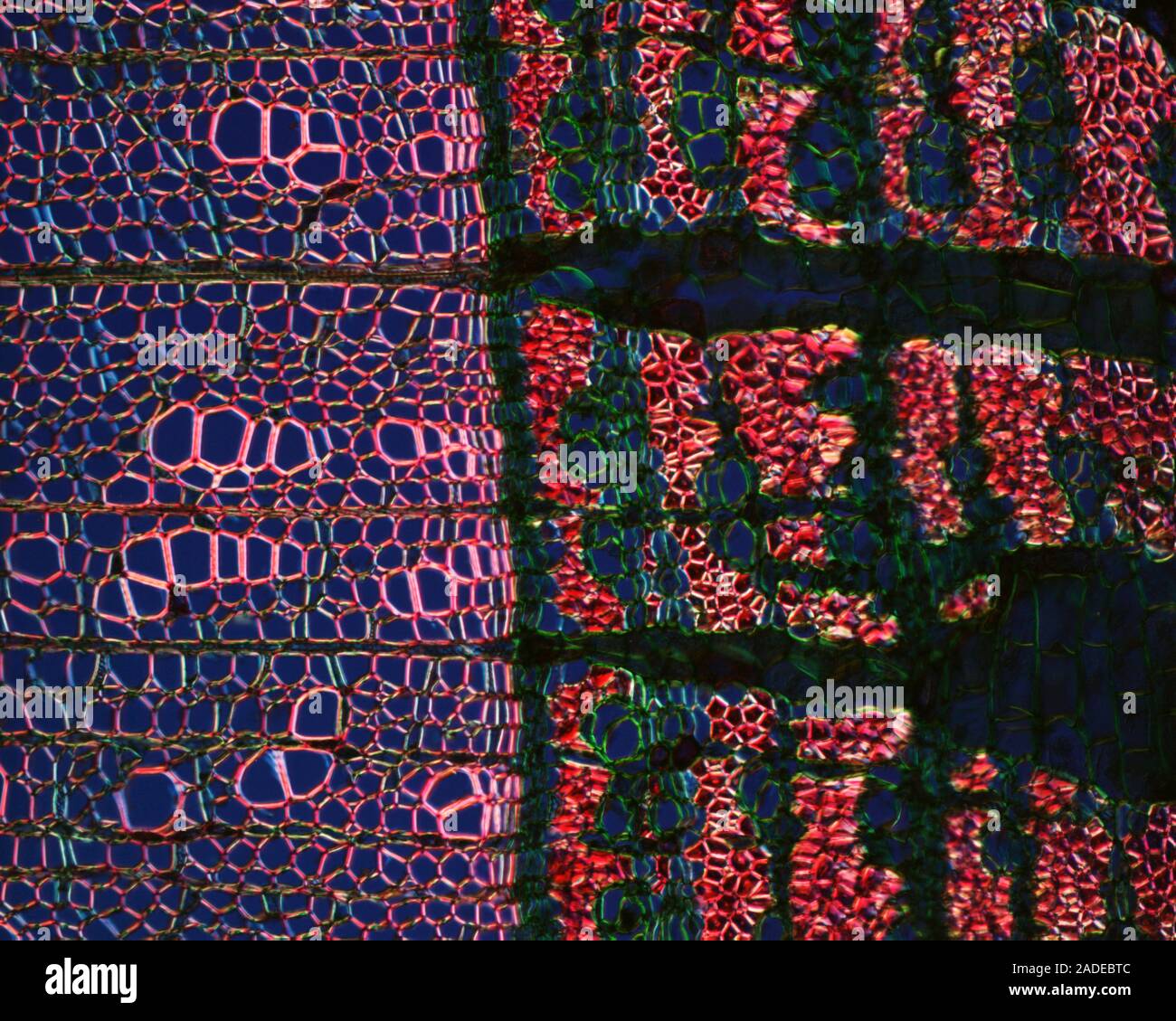 Lime tree wood. Light micrograph of a cross-section through a woody ...