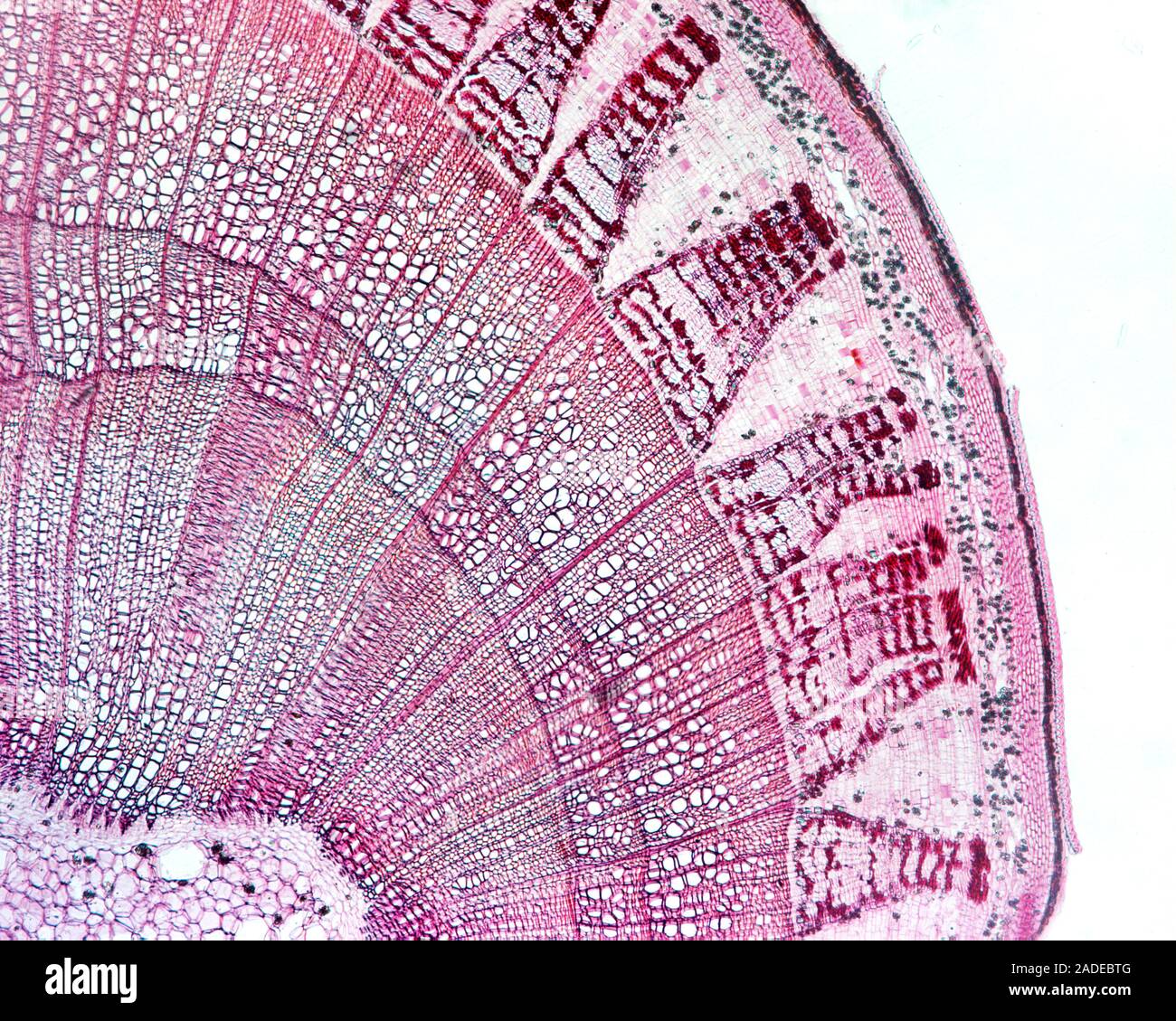 Lime tree wood. Light micrograph of a cross-section through a woody ...