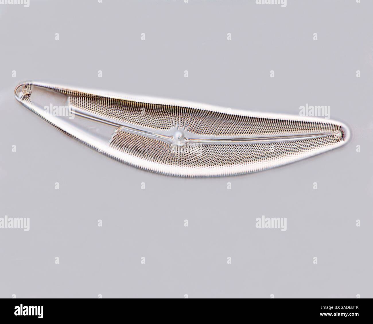 Diatom, light micrograph. Diatoms are single-celled photosynthetic ...