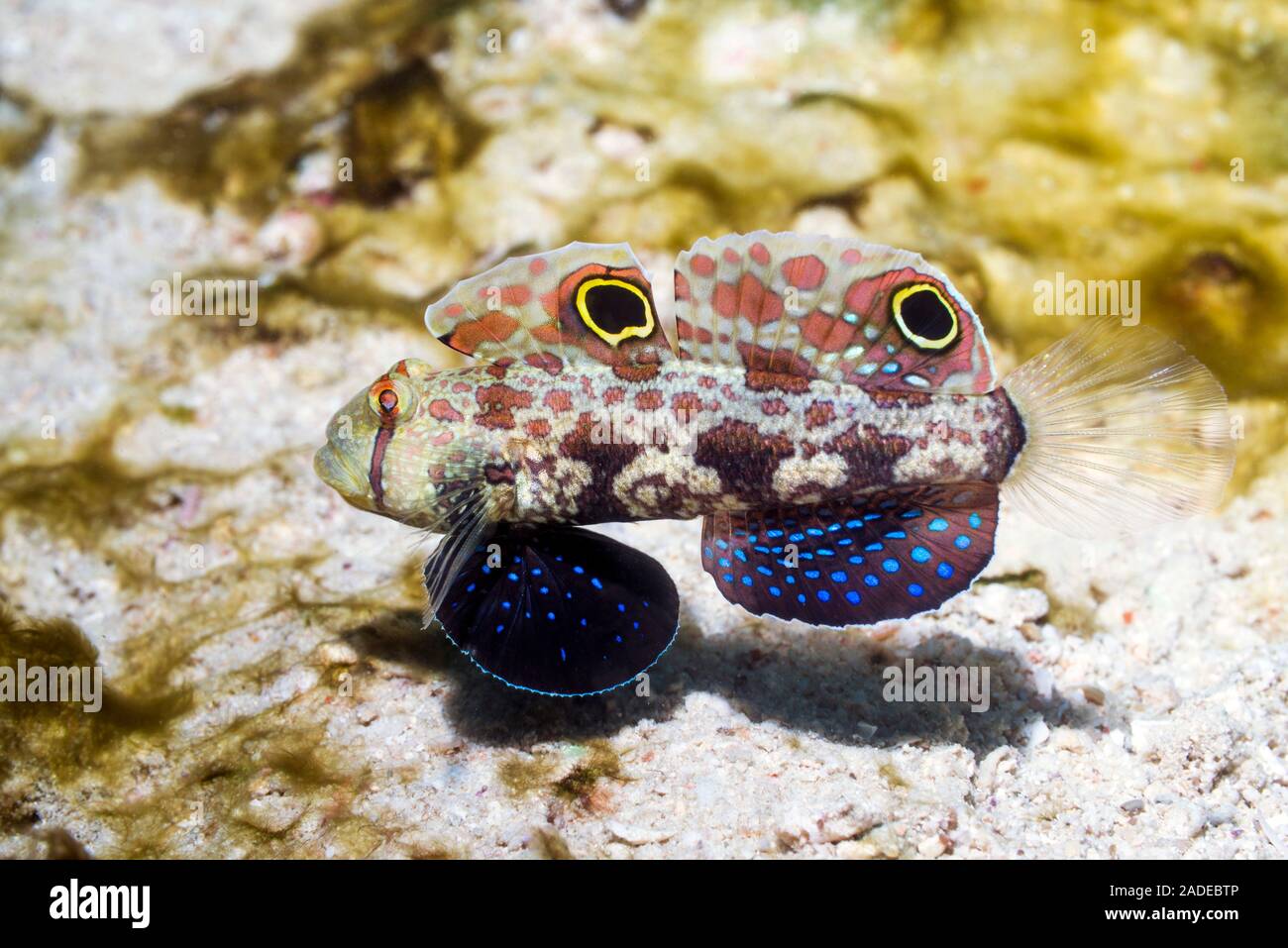 Crab-eye goby, or signal goby (Signigobius biocellatus). Photographed ...