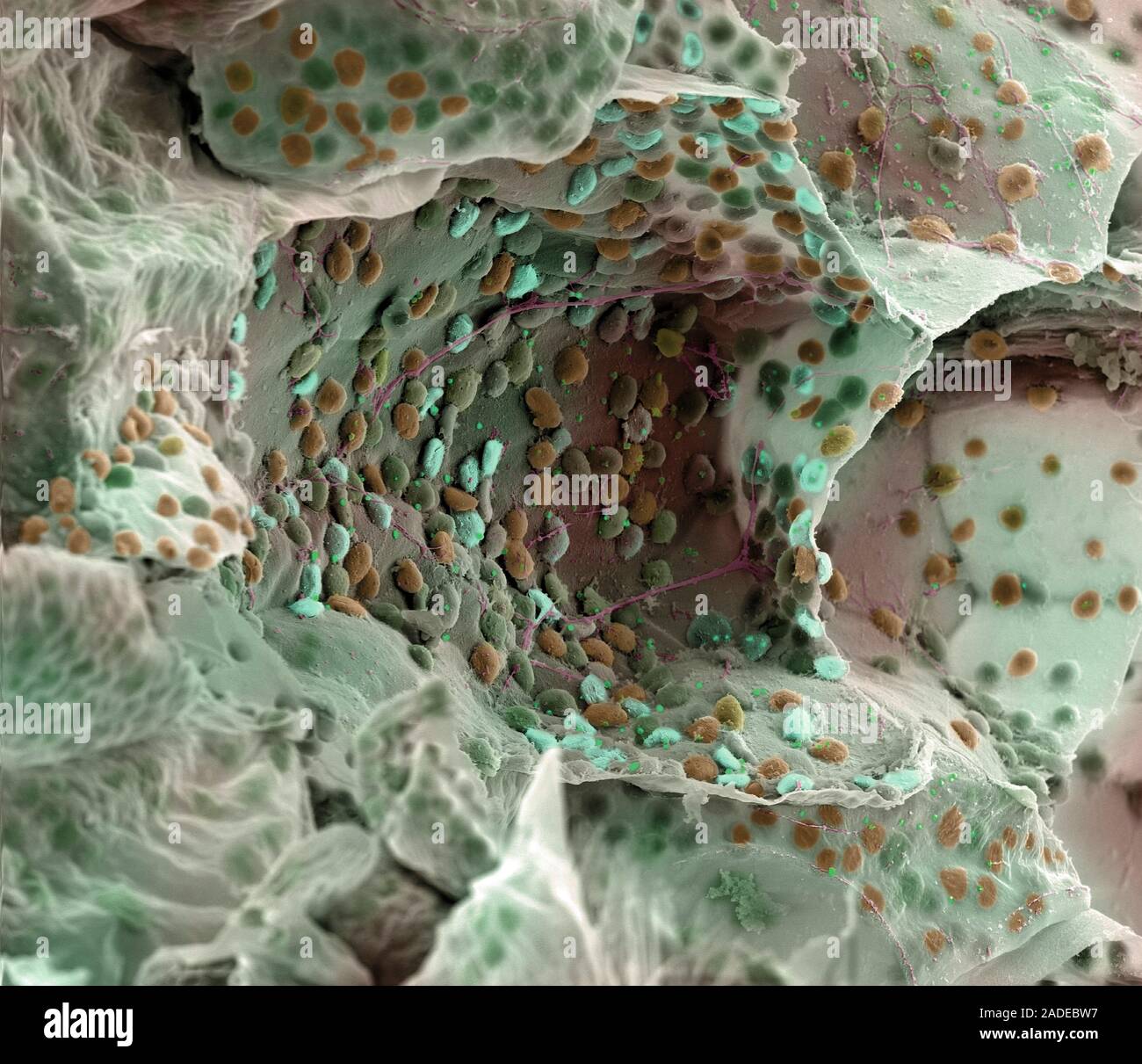 Succulent leaf tissue. Coloured scanning electron micrograph (SEM) of a ...