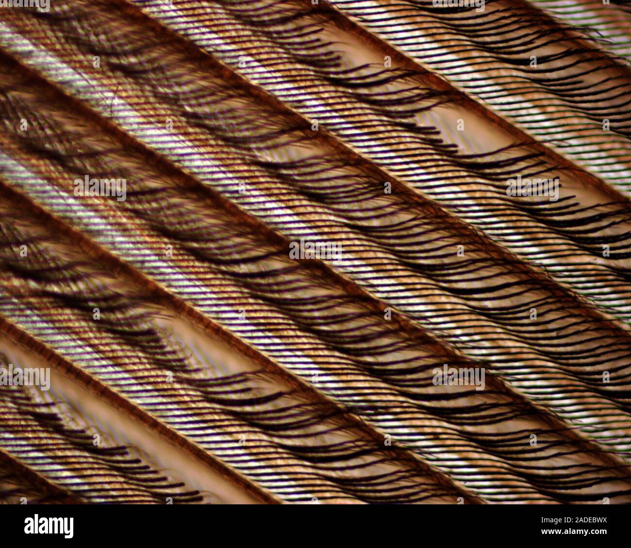 Feather. Light micrograph of part of a feather from the wing of a bird ...