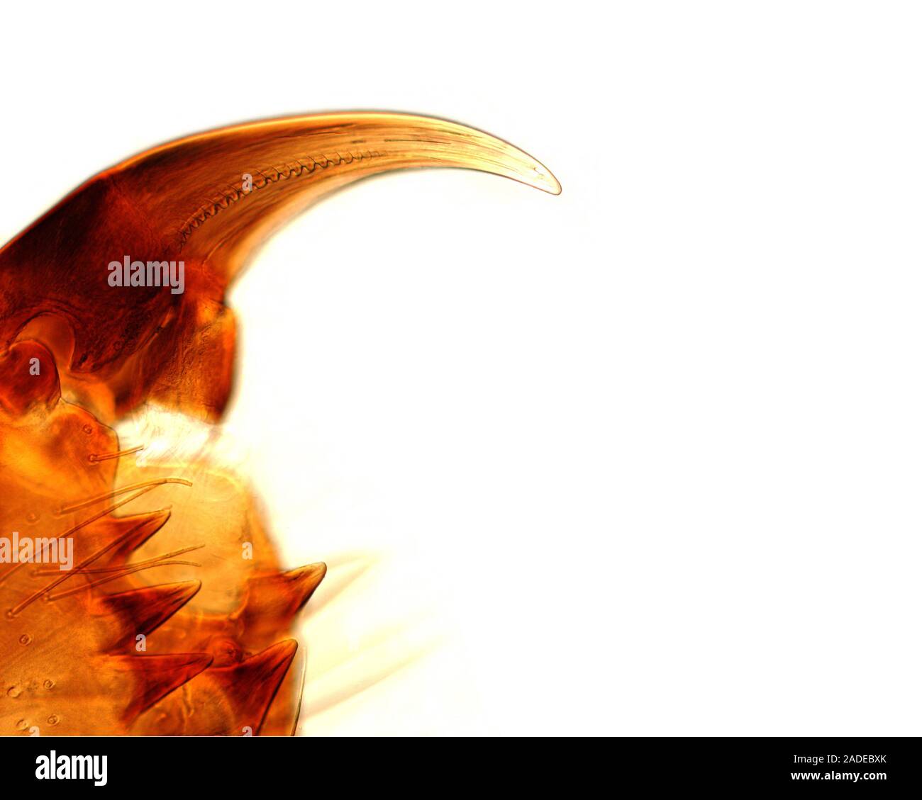 Spider's claw, light micrograph. The claws on a spider's feet are used ...