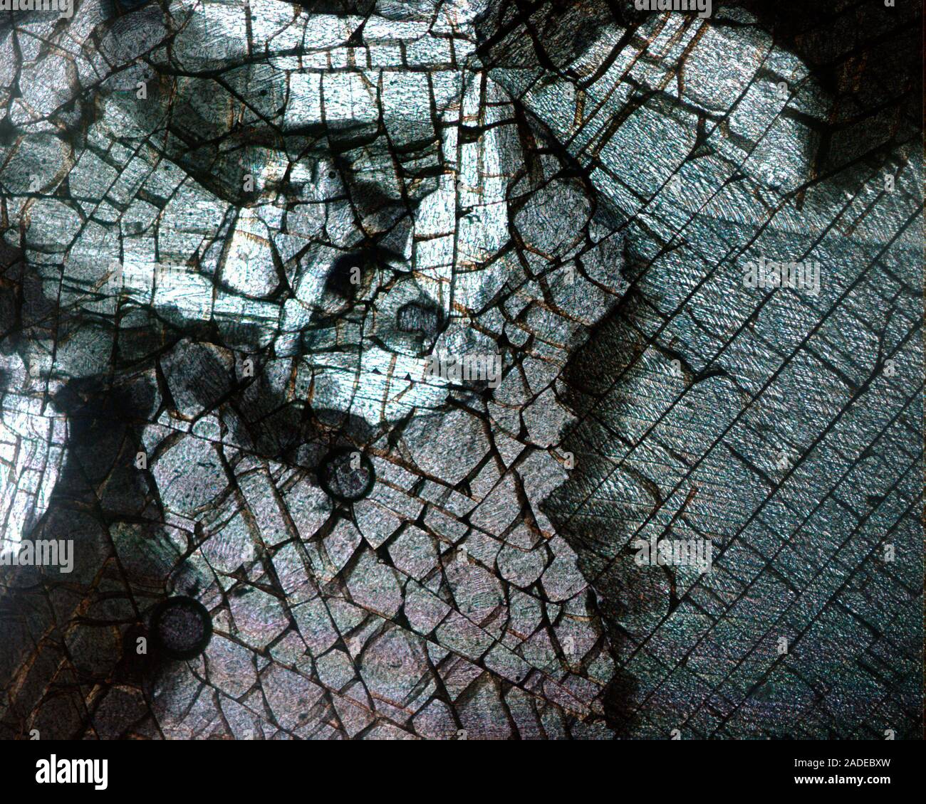 Water-liquid nitrogen mixture, light micrograph. Nitrogen forms a ...