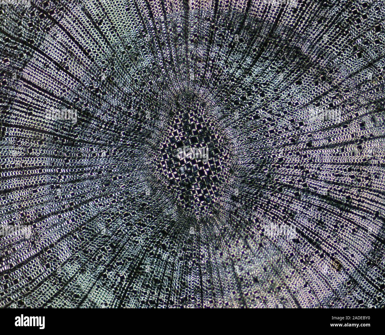 Sectioned tree stem. Light micrograph of a cross-section through a ...