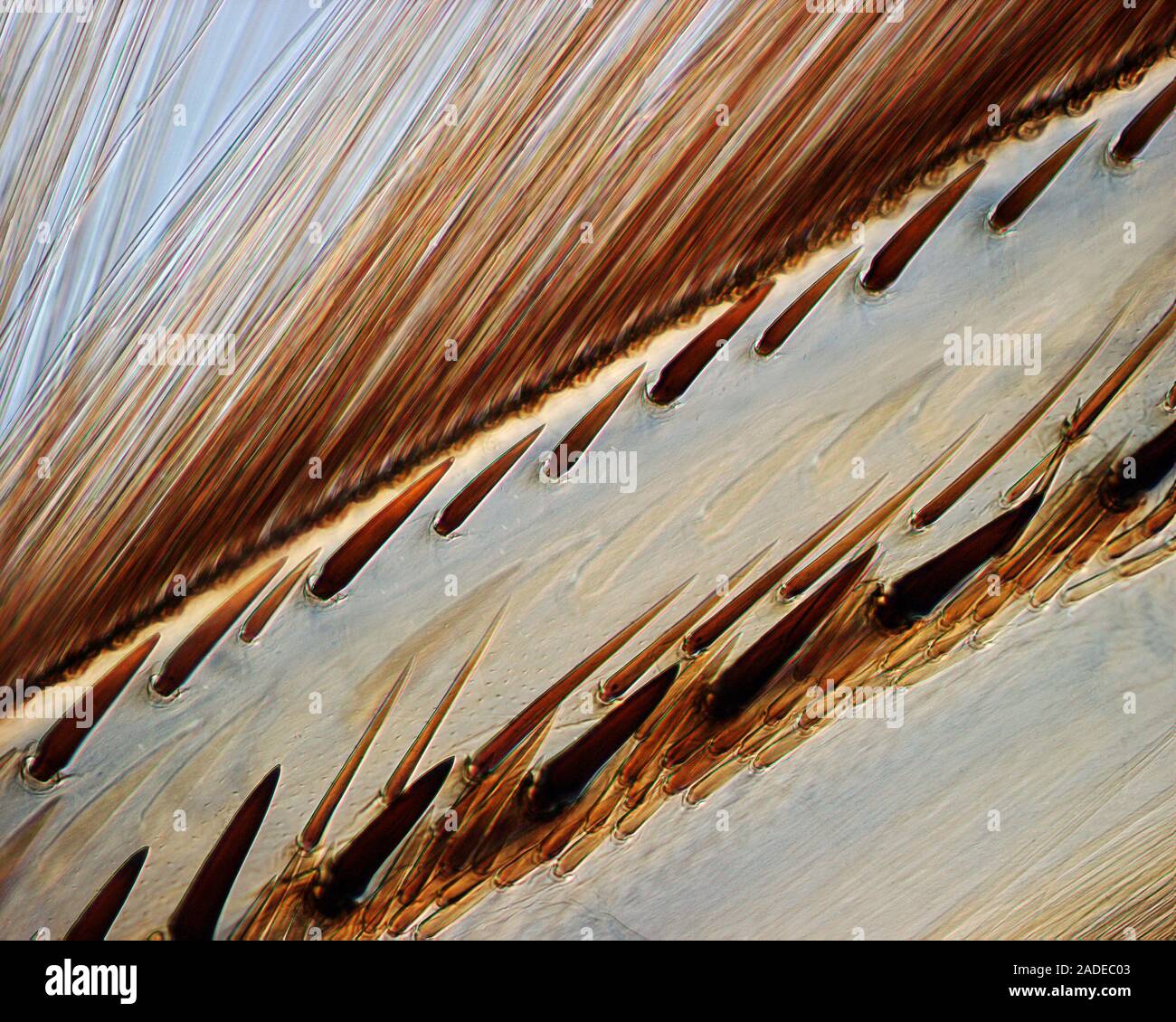 Waterboatman bristles, light micrograph. The bristles on an insect are ...