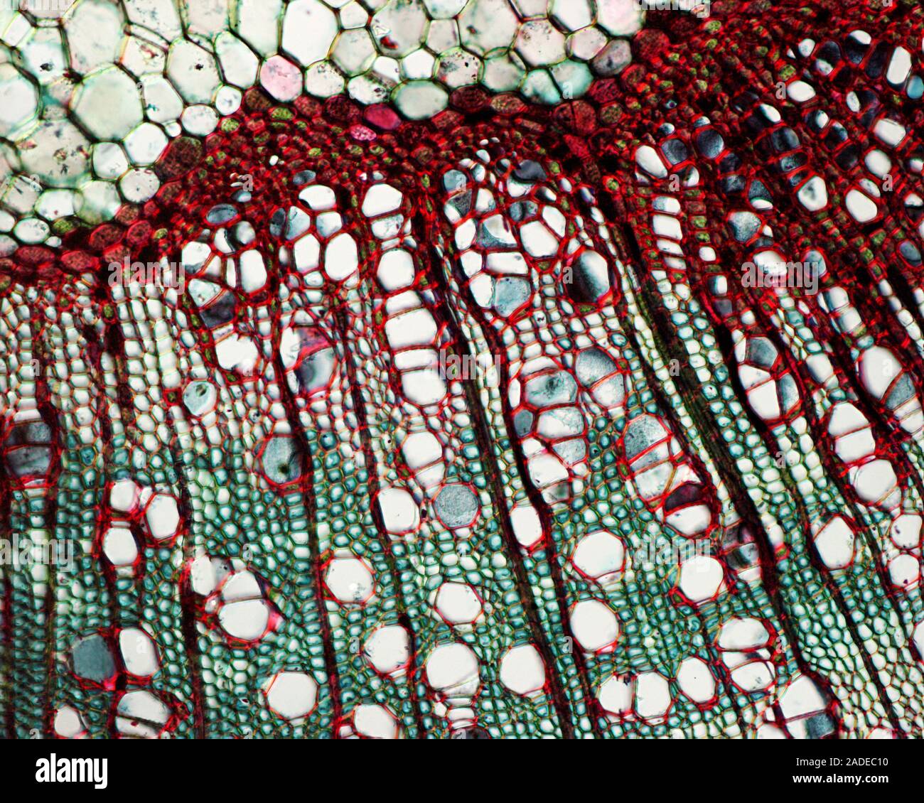 Vascular plant cells. Light micrograph of a cross-section through a ...
